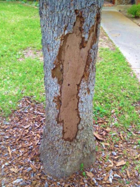 Sick Tree Diagnosis | A Better Arborist®
