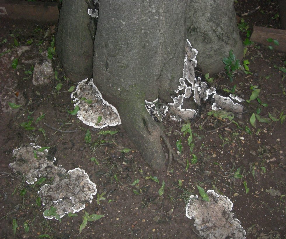 Sick Tree Diagnosis & Disease Treatment Dallas TX | A Better Arborist