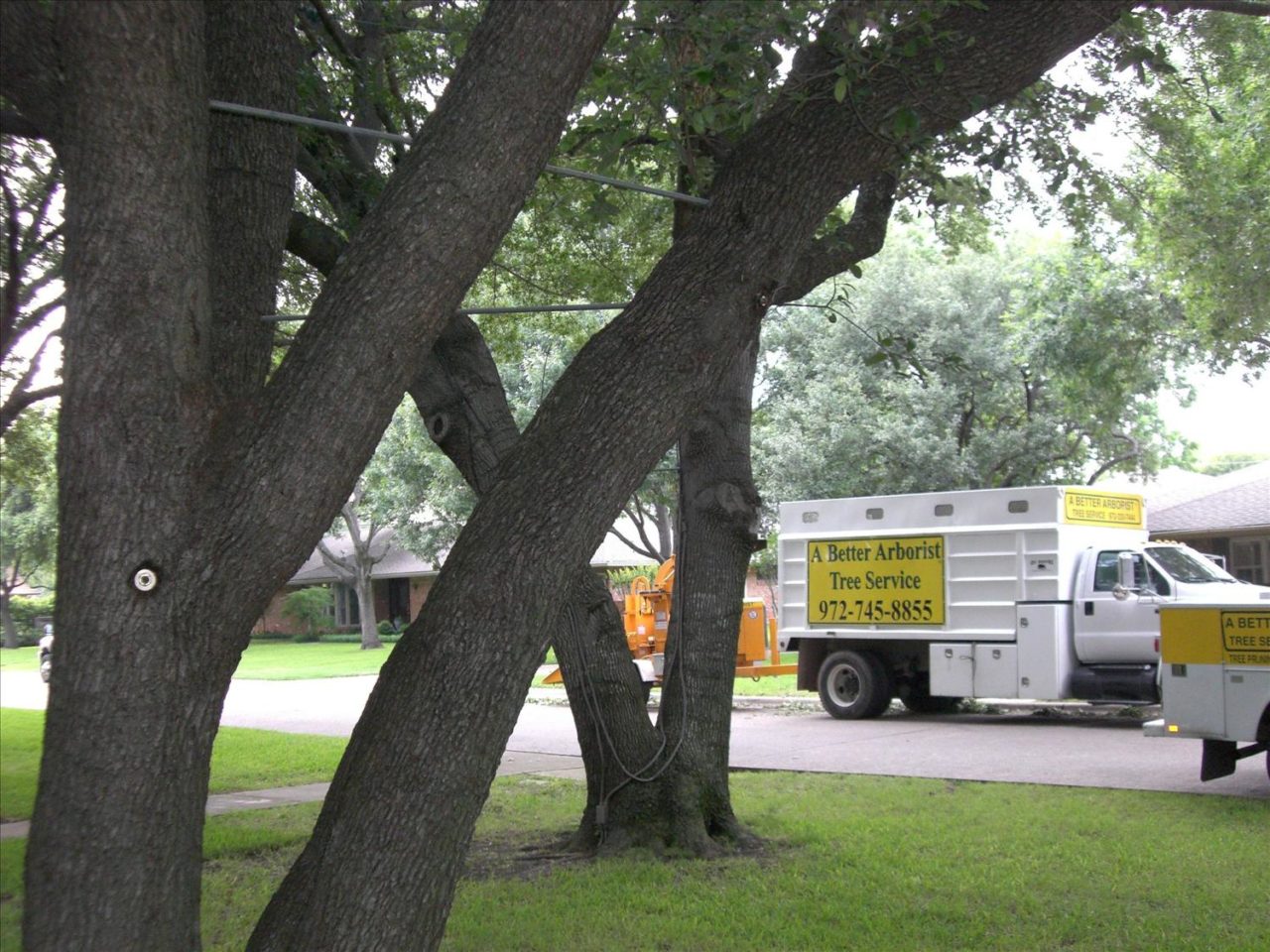 Tree Cabling and Bolting | A Better Arborist®